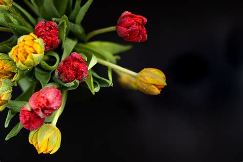 Tulip Merah Dan Kuning Terry Yang Indah Dalam Tetesan Air Dengan Latar