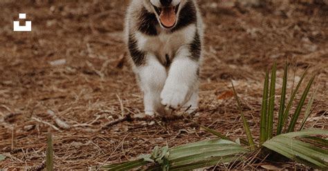 Fotografia A Fuoco Superficiale Del Cucciolo Di Husky Siberiano Bianco
