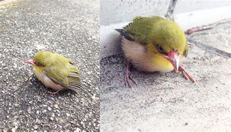 側溝からヒナの声～拾ってはダメと知りつつ野鳥に手を差し伸べた結果～ ニッポン放送 News Online
