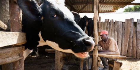 Five Ways Were Battling The Threat Of Rift Valley Fever Healthforanimals
