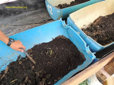 Use Of Earthworms In The Composting Process In Guatemala Fish