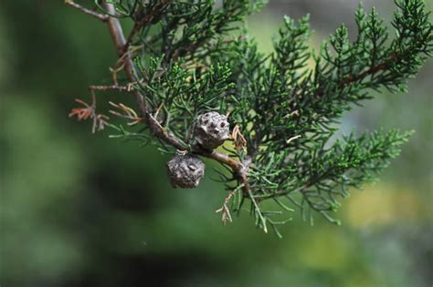The Trees Of Heene Cemetery Friends Of Heene Cemetery