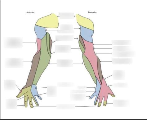 Peripherla Nerves And Dermatomes Diagram Quizlet