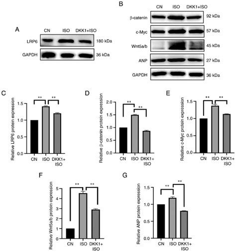 Effect Of Dkk1 On Expression Of Protein In The Signaling Wnt Pathway