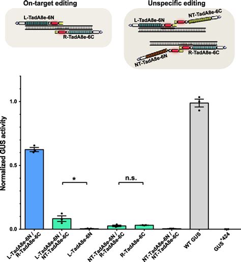 Figure 6 From Development Of Tale‐adenine Base Editors In Plants