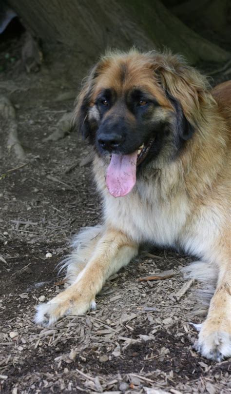 Leonberger Wallpaper Hd Wallpapers Of Leonberger App On Amazon