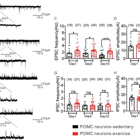 Schematic Representation Of The Effects Of Adiponectin On Hypothalamic