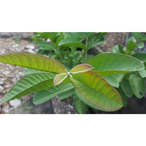 Jual Daun Jambu Biji Segar Shopee Indonesia