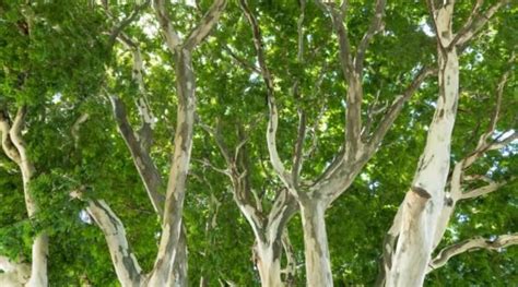 Plantas Medicinais Do Cerrado E Para Que Serve Plantă Blog