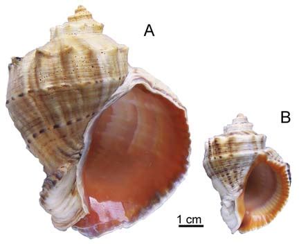 Two Specimens Of The Same Age And Sex From The Same Population Off Download Scientific Diagram