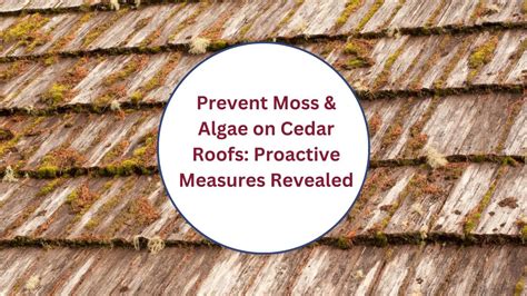 Prevent Moss Algae On Cedar Roofs Proactive Measures Revealed