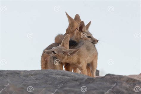 Kit Fox Cubs Playful Interactions Stock Image Image Of Native Nature 319023399