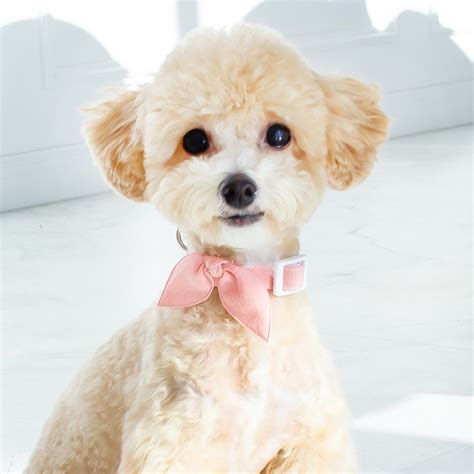 엠몰리 린넨 미니멀 강아지 목줄 12컬러 탈부착 콩리본 보타이 페오펫몰