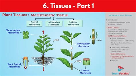 Tissues Class 9 Science Youtube