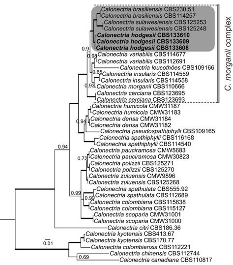Phylogenetic Tree Obtained From Bayesian Inference Using Combined Download Scientific Diagram