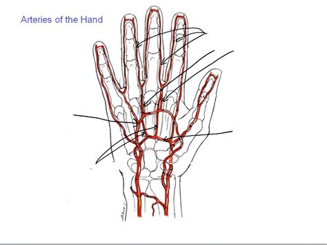 Hand Palmar Arteries Diagram Quizlet
