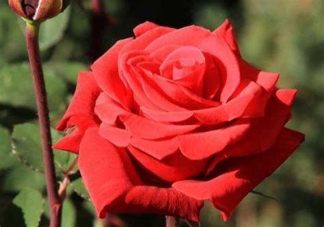 Купить саженцы роз из питомника "КСП" – доставка почтой, СДЭК
