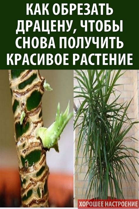 Как обрезать драцену чтобы снова получить красивое растение Растения