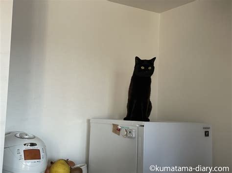 気配を消すのが上手な猫