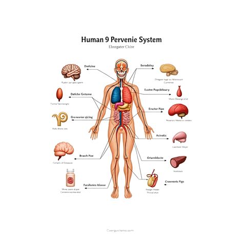 Parts Of Human Body Anatomy