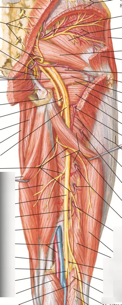 Posterior Thigh Deep Dissection Diagram Quizlet