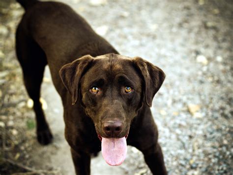 Обои друг собока взгляд на рабочий стол