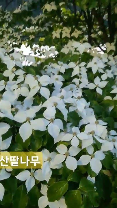 🌻🌻🌻🌻곡🎤🎤허윤희해바라기곡 산딸나무아래서 나비가 앉은듯 아름답네요🌲🌲🌲🍒🍒🍒24513월 Youtube