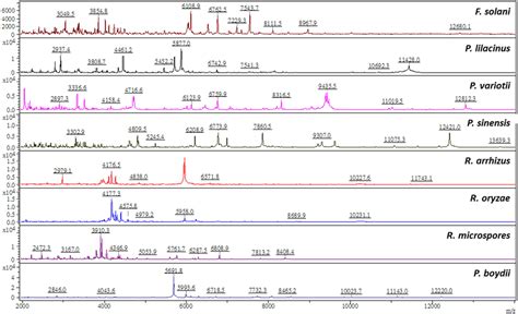 Spectra Of Paecilomyces Variotii Fusarium Solani Paecilomyces