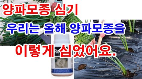 양파모종 심기 우리는 올해 양파모종을 이렇게 심었어요양파 재배 양파 가꾸기 양파 심는 시기 양파모종 고르기 양파 심기 양파 심는방법 양파 겨울나기 양파 모종
