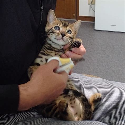 Cat home Sakura 子猫の爪切り方法子猫の爪切りを簡単安全に行う方法を動画にして載せました参考にして下さい
