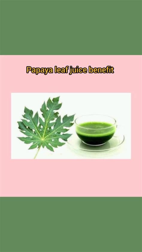 Papaya Leaf Juice Benefits Papaya Juice Benefit
