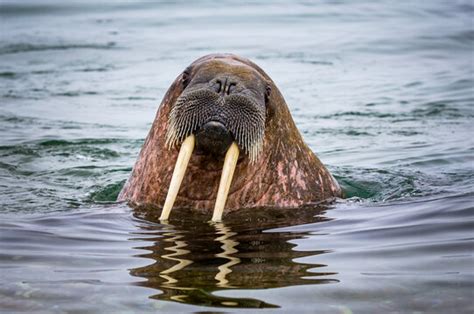 รูปภาพWalrus – เลือกดูภาพถ่ายสต็อก เวกเตอร์ และวิดีโอ27,705 | Adobe Stock