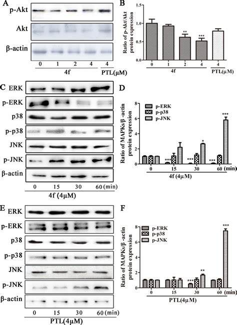 Effect Of Compound 4f Regulated Aktmapks Signaling Pathway A B Akt