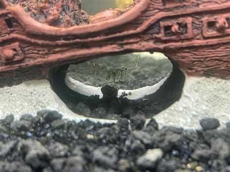 Can Someone Sex My Ghost Shrimp R Ghostshrimp