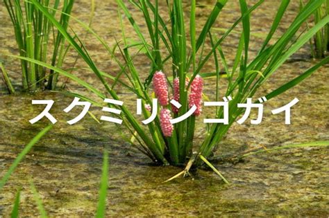 Minorasu