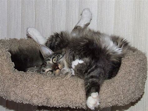 These Cats Have Taken Their Catnip Problem Way Too Far 25 Pics