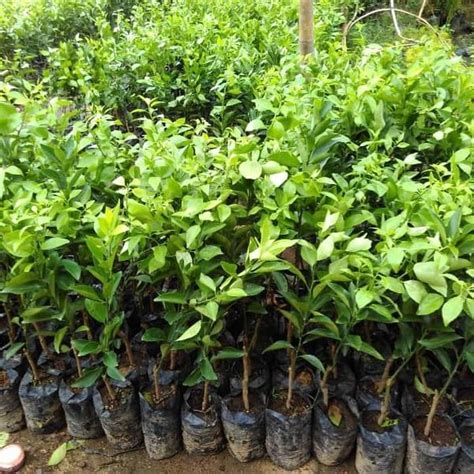 Bisa Cod Bibit Jeruk Manis Pacitan Tanaman Jeruk Okulasi Manis Seperti