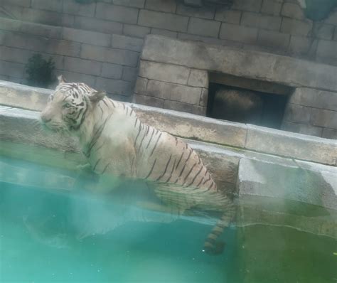 ホワイトタイガーの見どころとイベントを詳しく！ 東武動物公園を10倍楽しめる遊び方ガイド