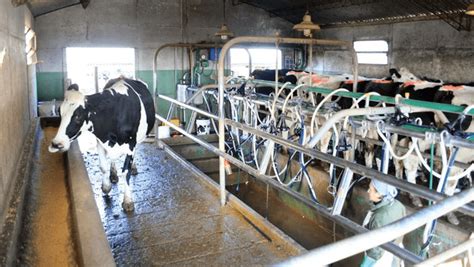 La Invasión Rusa Podría Ser Un Problema Para La Industria Láctea En