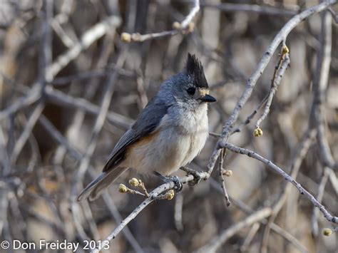 The Freiday Bird Blog West Texas Bird Of The Day Black Crested Titmouse