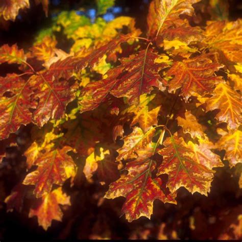 Quercus Rubra Houtmeyers Plantencentrum En Boomkwekerij Laakdal