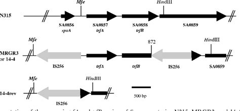 Figure 1 From Staphylococcus Aureus Resistance In Role In Intermediate