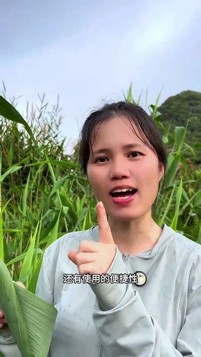 端午包粽用那种叶子包才又香又好吃呢？一个视频告诉你！端午包粽内容启发搜索 粽叶芦 箬竹叶 露兜叶 Youtube