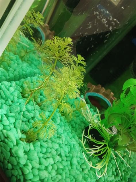 수초가 갈색으로 변해요 지식in