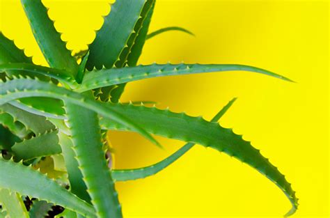 노란색 배경 근접 촬영에 대 한 알로에 베라의 신선한 잎의 밝은 색상 개념에 대한 스톡 사진 및 기타 이미지 개념 건강한 생활방식 꽃 식물 Istock