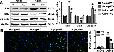 Effects On Mc Apoptosis A The Expression Of Apoptosis Related