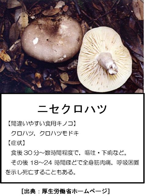 広島県 【毒キノコによる食中毒を防ぎましょう！】