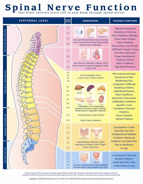 Nerve Root Muscle Innervation