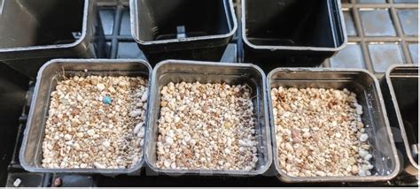 Growing Succulents And Cacti From Seeds Cactus Online