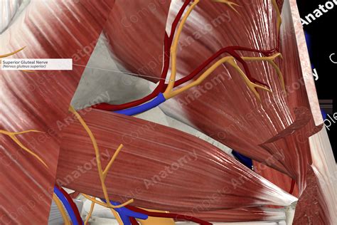 Superior Gluteal Nerve Complete Anatomy
